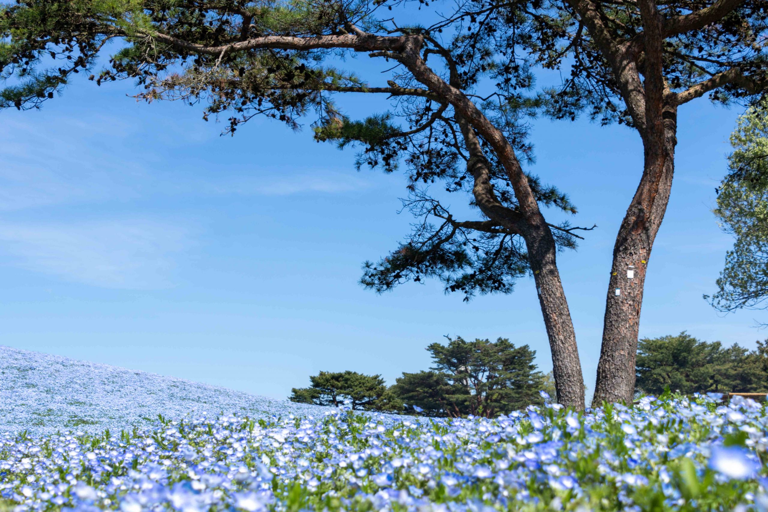 研究でよく使うソフト・サービスについて | Science Tokyo 総合知と癒しの次世代フロントランナー育成プログラム (SPRING) トップレベルAI研究のための共創型エキスパート人材 ...